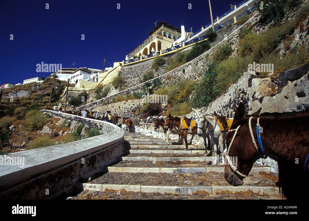 Donkey climbing stairs hi-res stock photography and images - Alamy