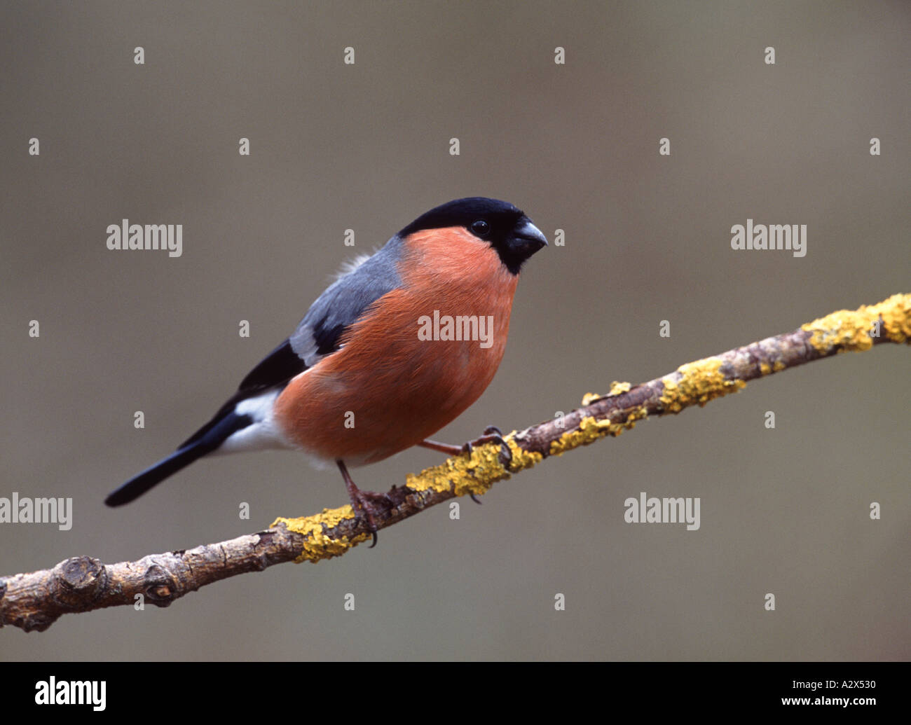 BULLFINCH MALE PYRRHULA PYRRHULA ENGLAND UK Stock Photo - Alamy