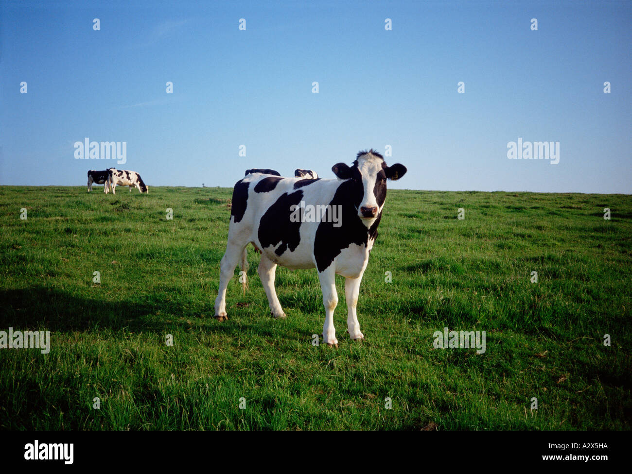 Farming Agriculture Cattle Cow Dairy cow Stock Photo - Alamy