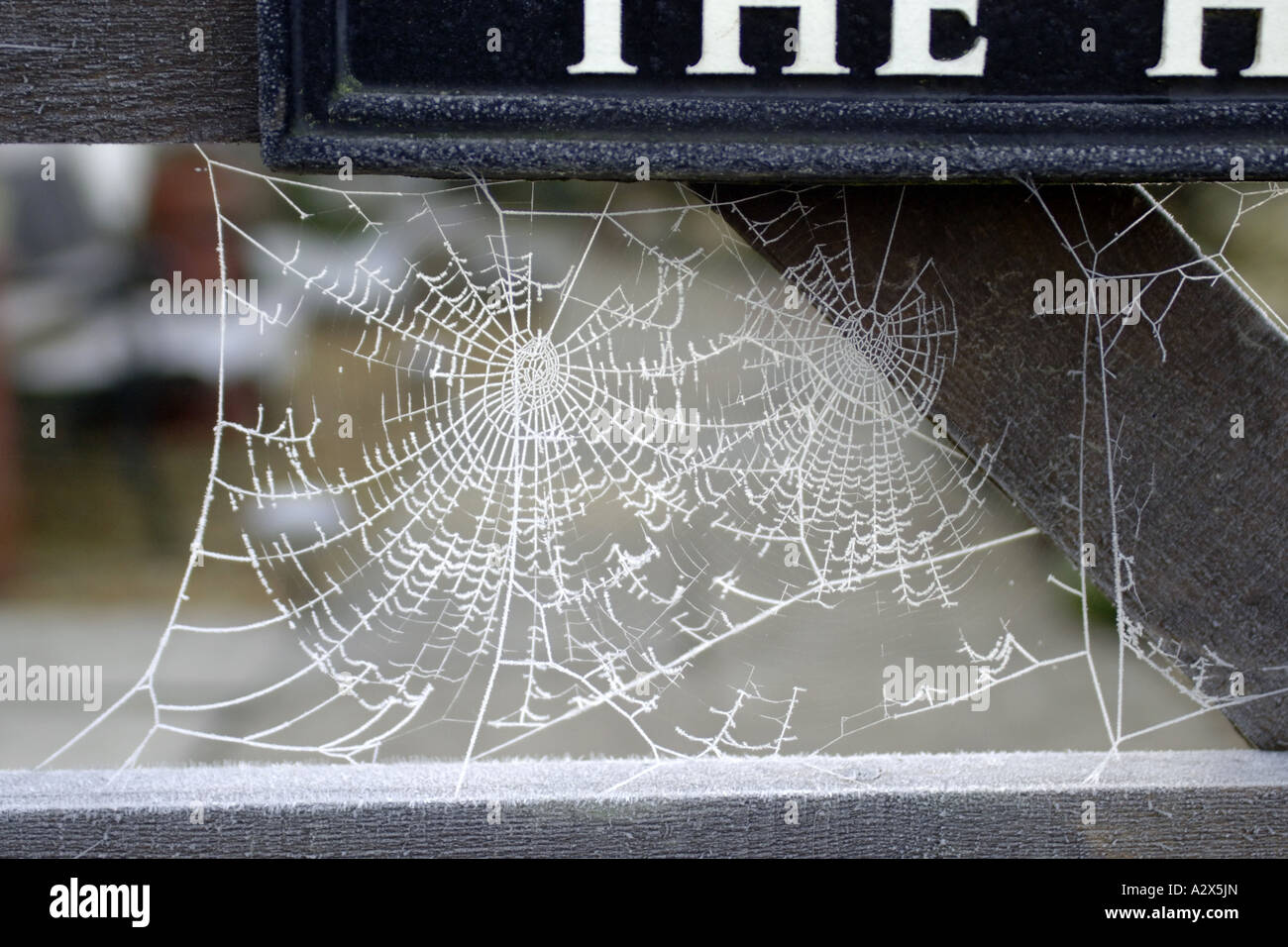 White cobwebs hi-res stock photography and images - Alamy