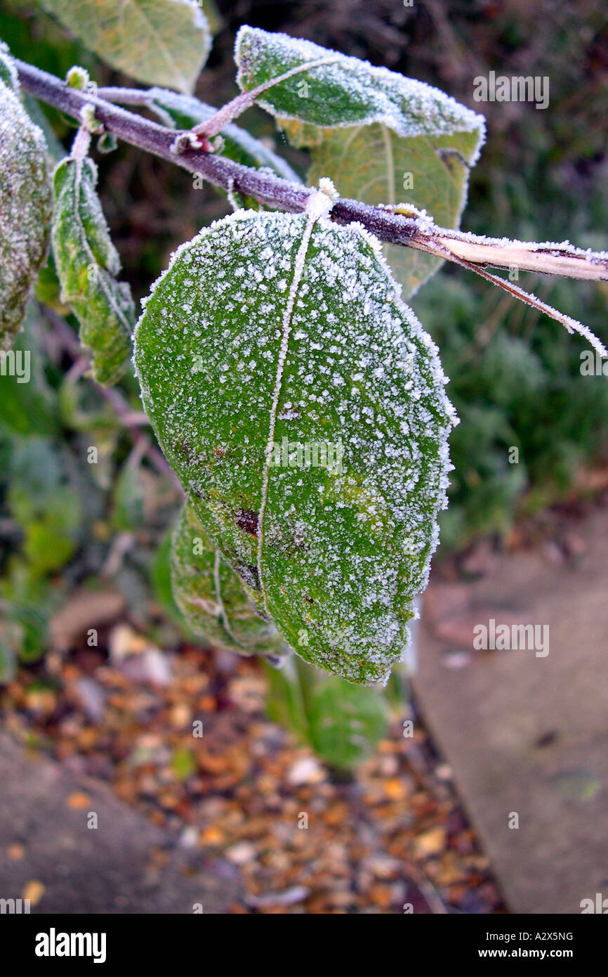 Damage to plants after a severe frost in early January in an English ...