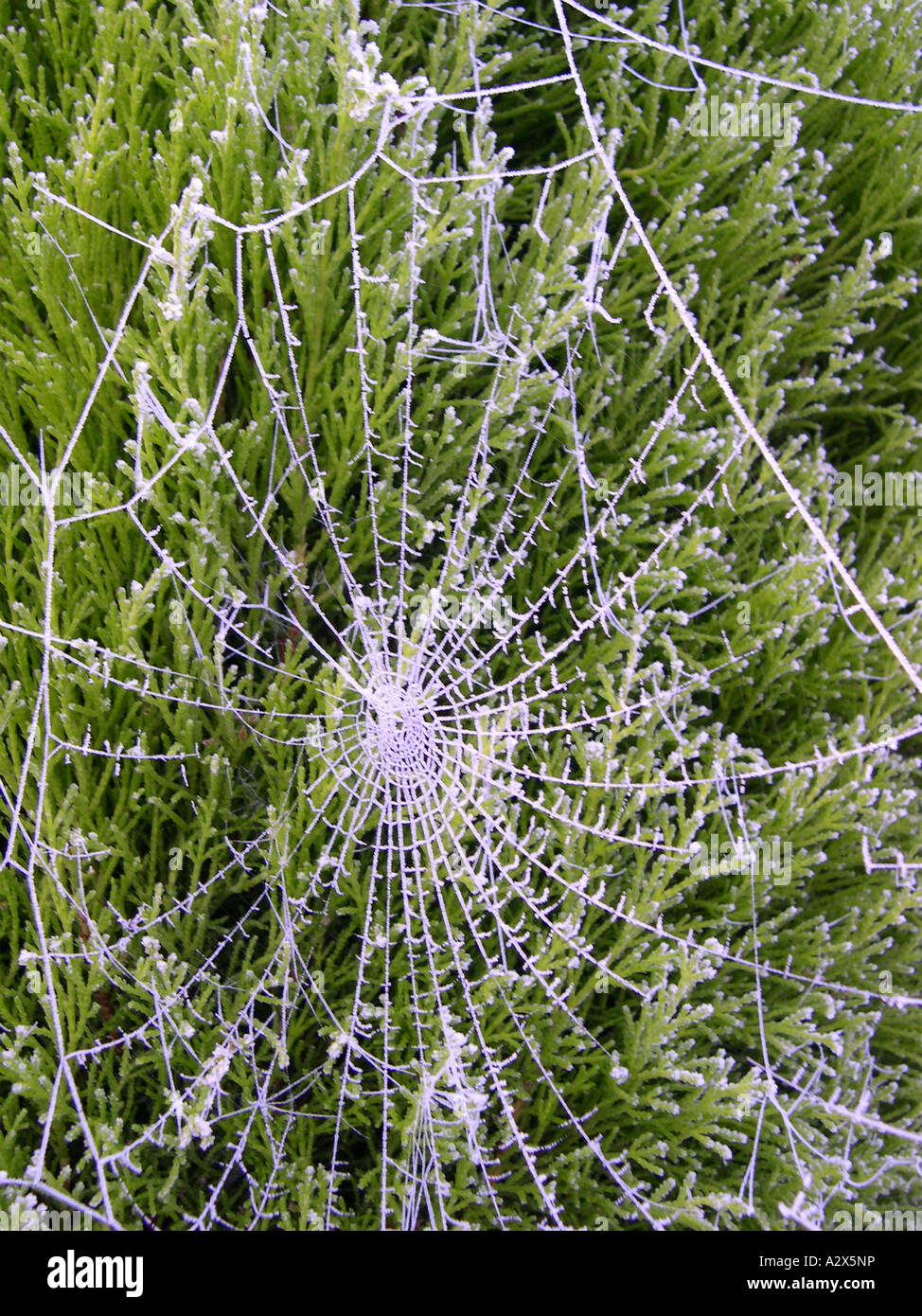 Spiders spider web vector set hi-res stock photography and images - Alamy