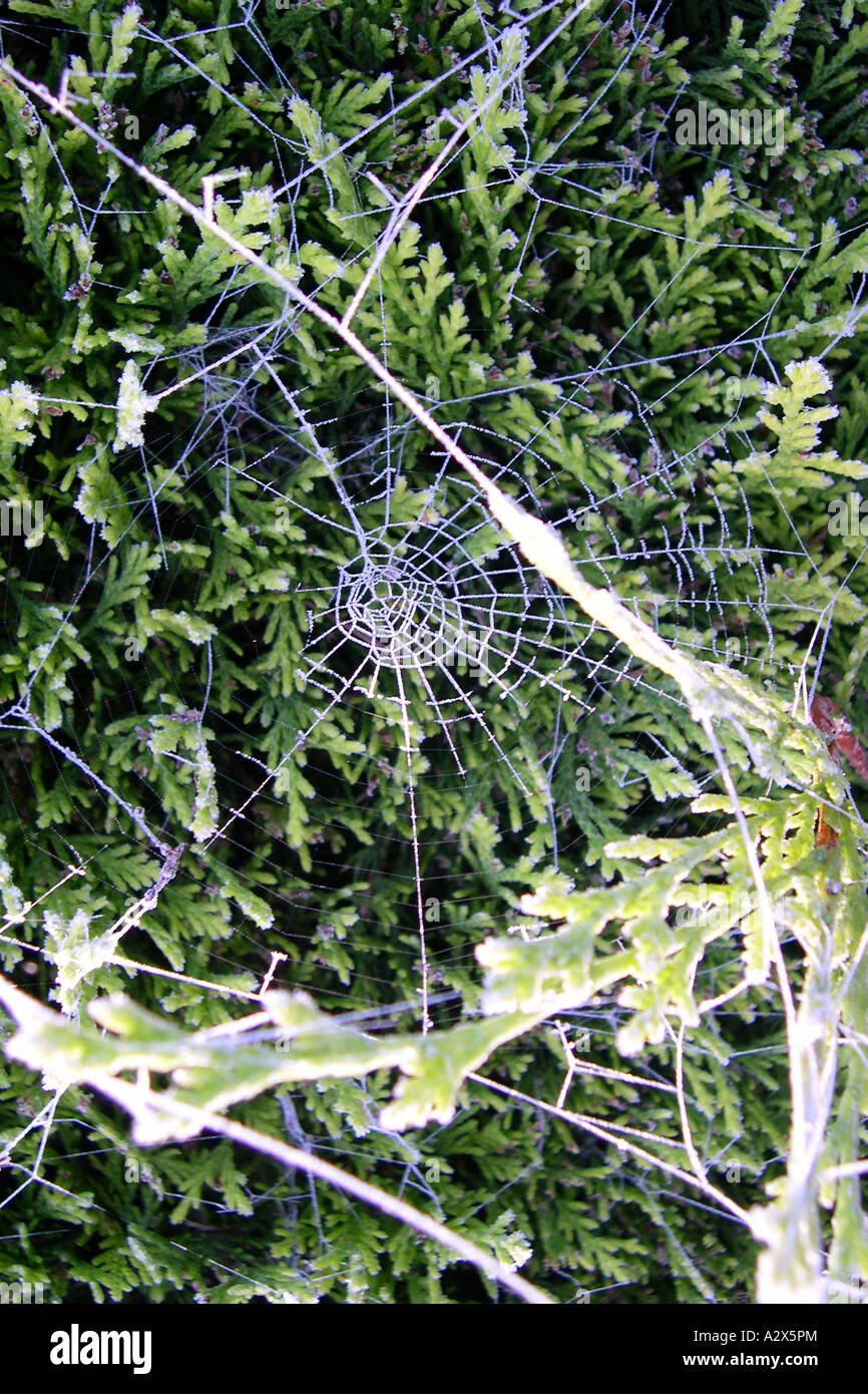 Spiders spider web vector set hi-res stock photography and images - Alamy