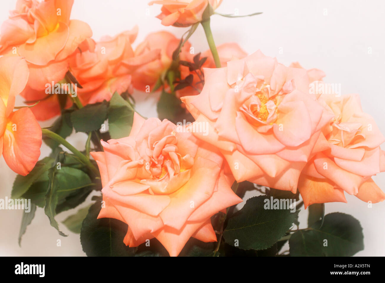 Bouquet salmon pink roses hi-res stock photography and images - Alamy