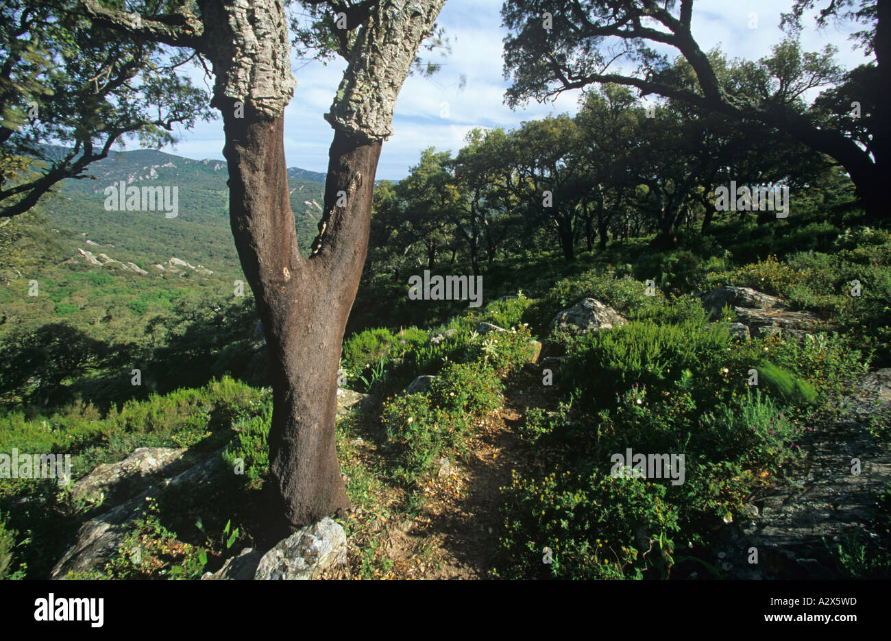 The Alcornacales Southern Spain Largest Cork Oak Forest in Spain Stock ...