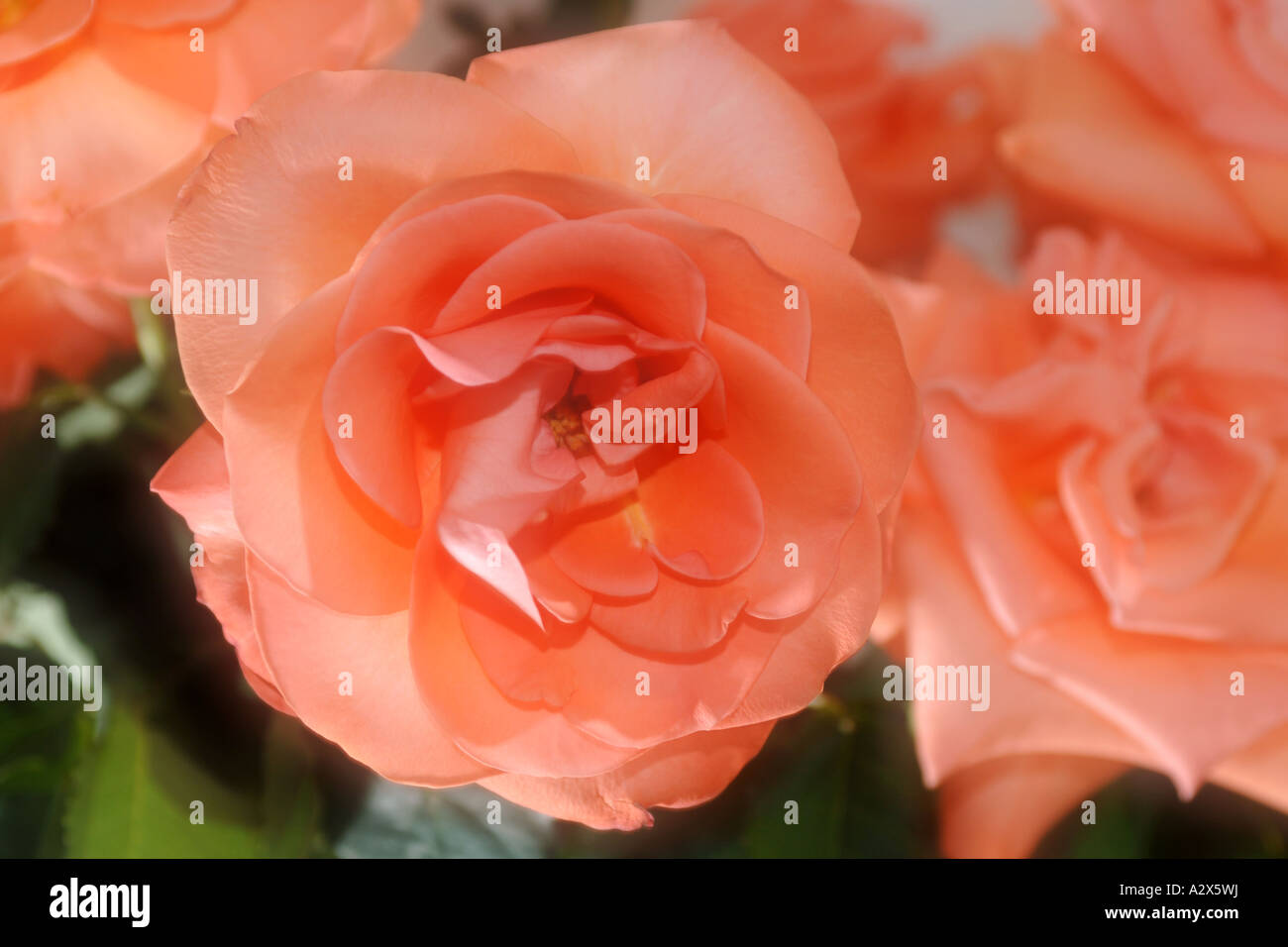 Salmon pink roses Stock Photo - Alamy