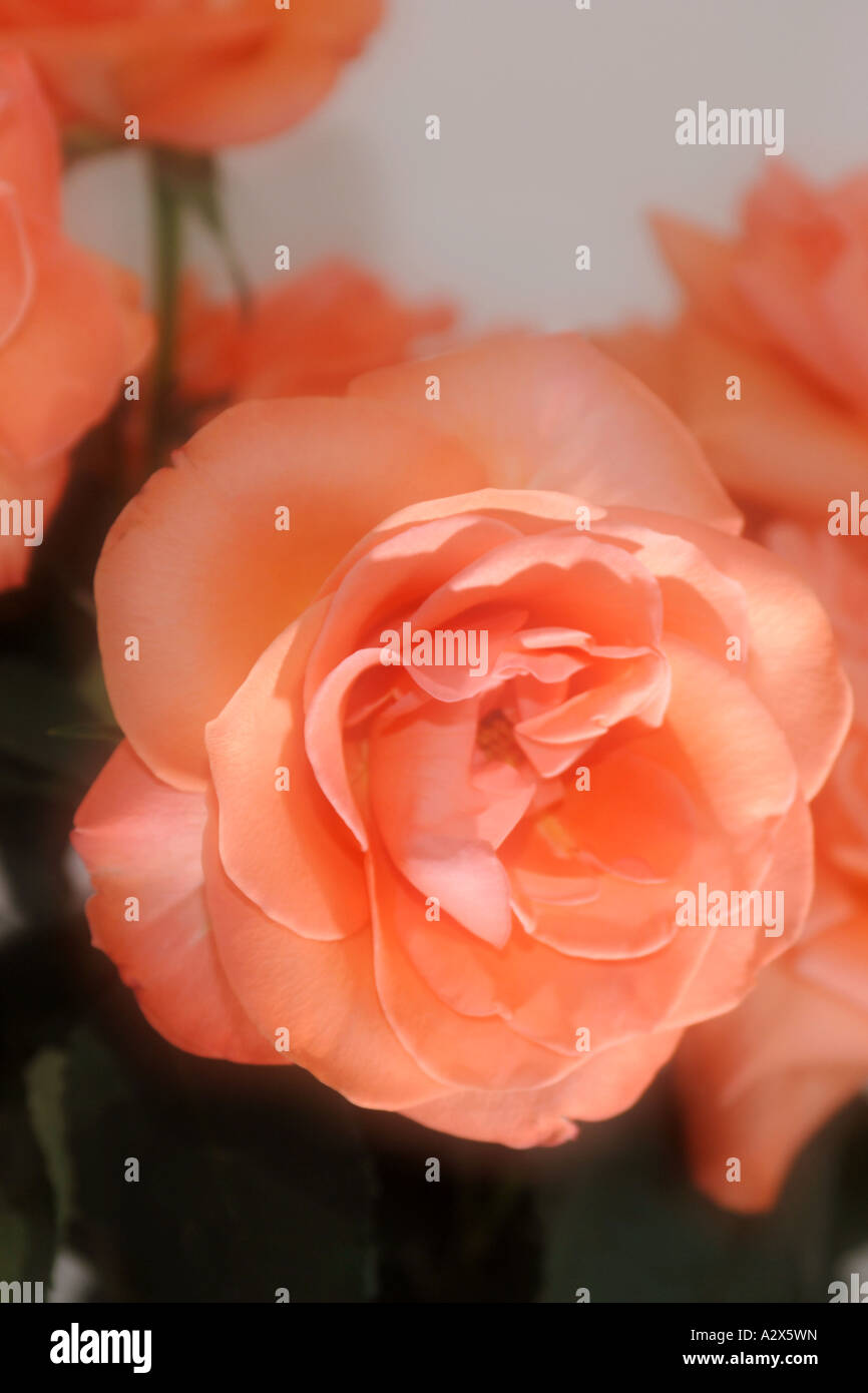 Salmon pink roses Stock Photo - Alamy