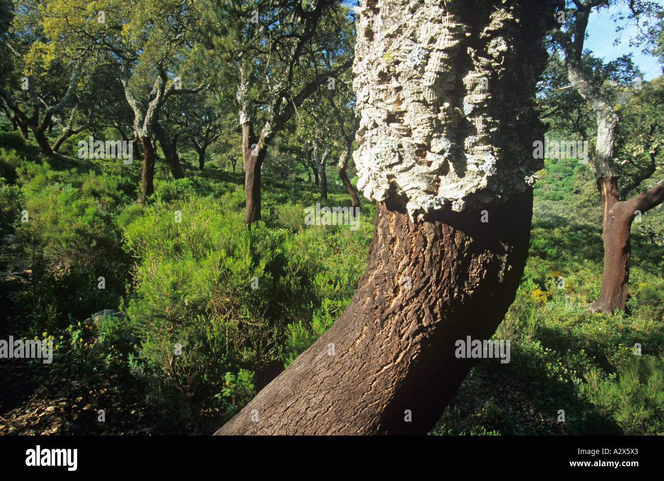 The Alcornacales Southern Spain Largest Cork Oak Forest in Spain Stock ...