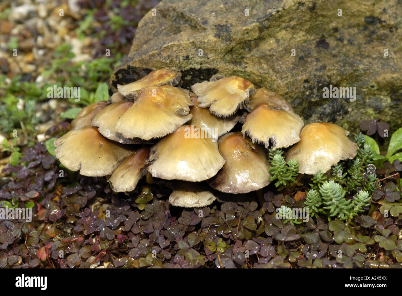 Toadstool toadstools fungi saprophytes hi-res stock photography and ...