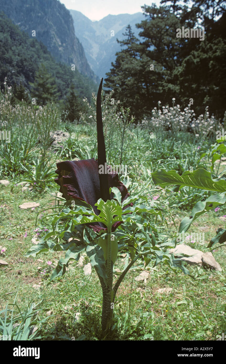 Dracunculus vulgaris hi-res stock photography and images - Alamy