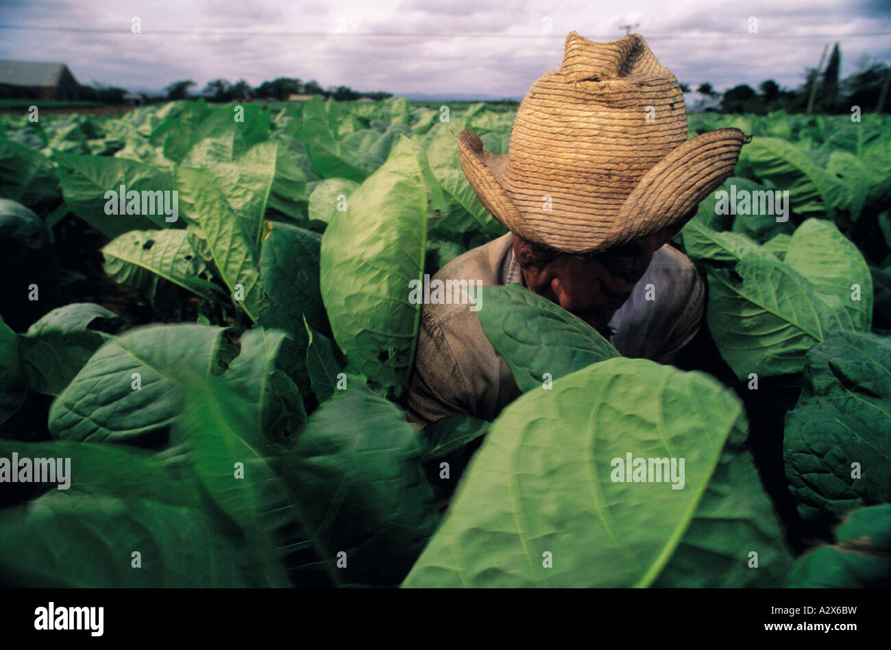 Tobacco hi-res stock photography and images - Alamy