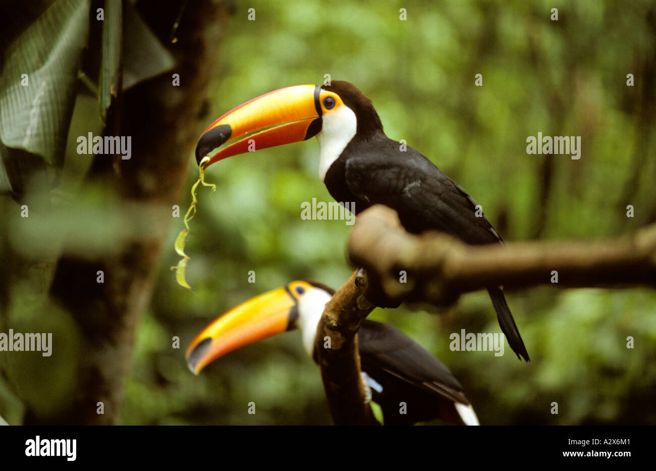 Two toucans Brazil Stock Photo - Alamy