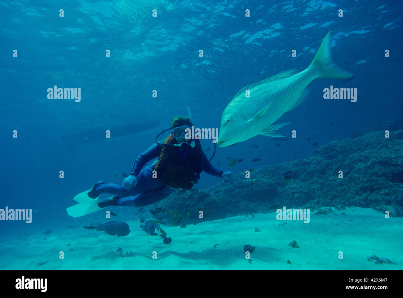 Scuba diving woman underwater with Spangled Emperor fish at Lord Howe ...