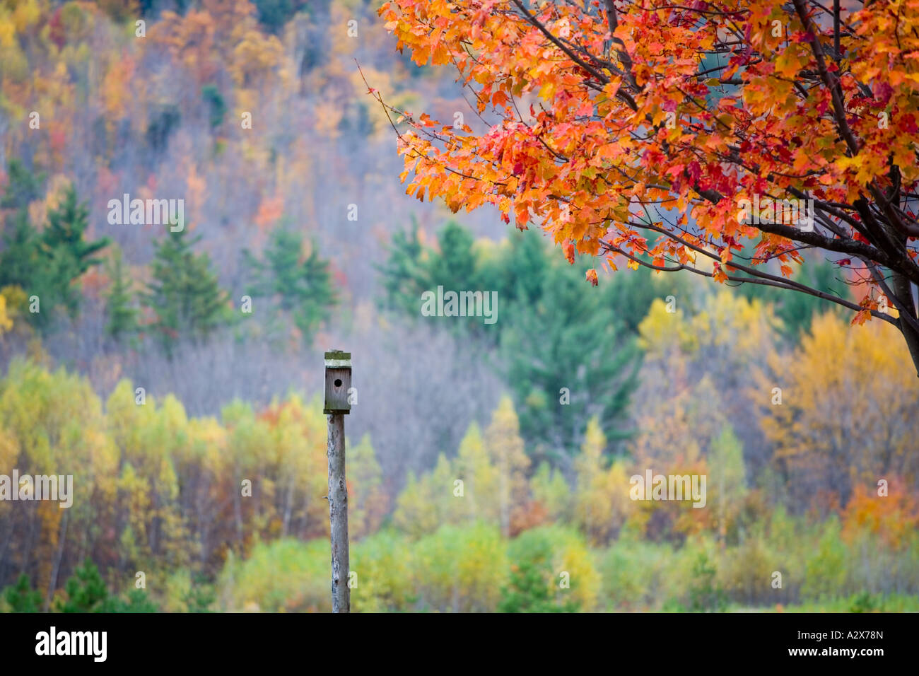 Gorgeous fall foliage hi-res stock photography and images - Alamy