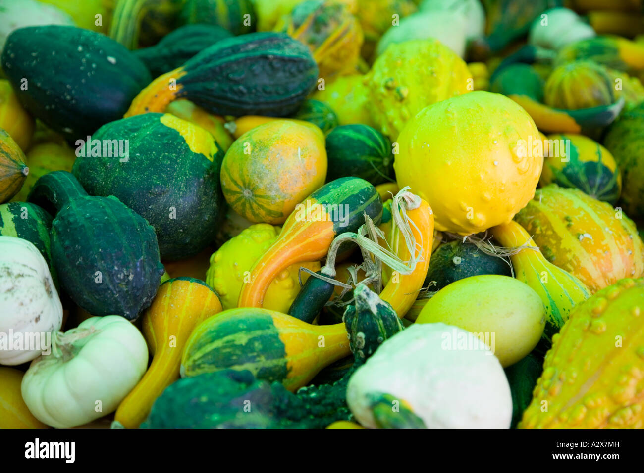 Colorful Organic Vegetables Stock Photo - Alamy