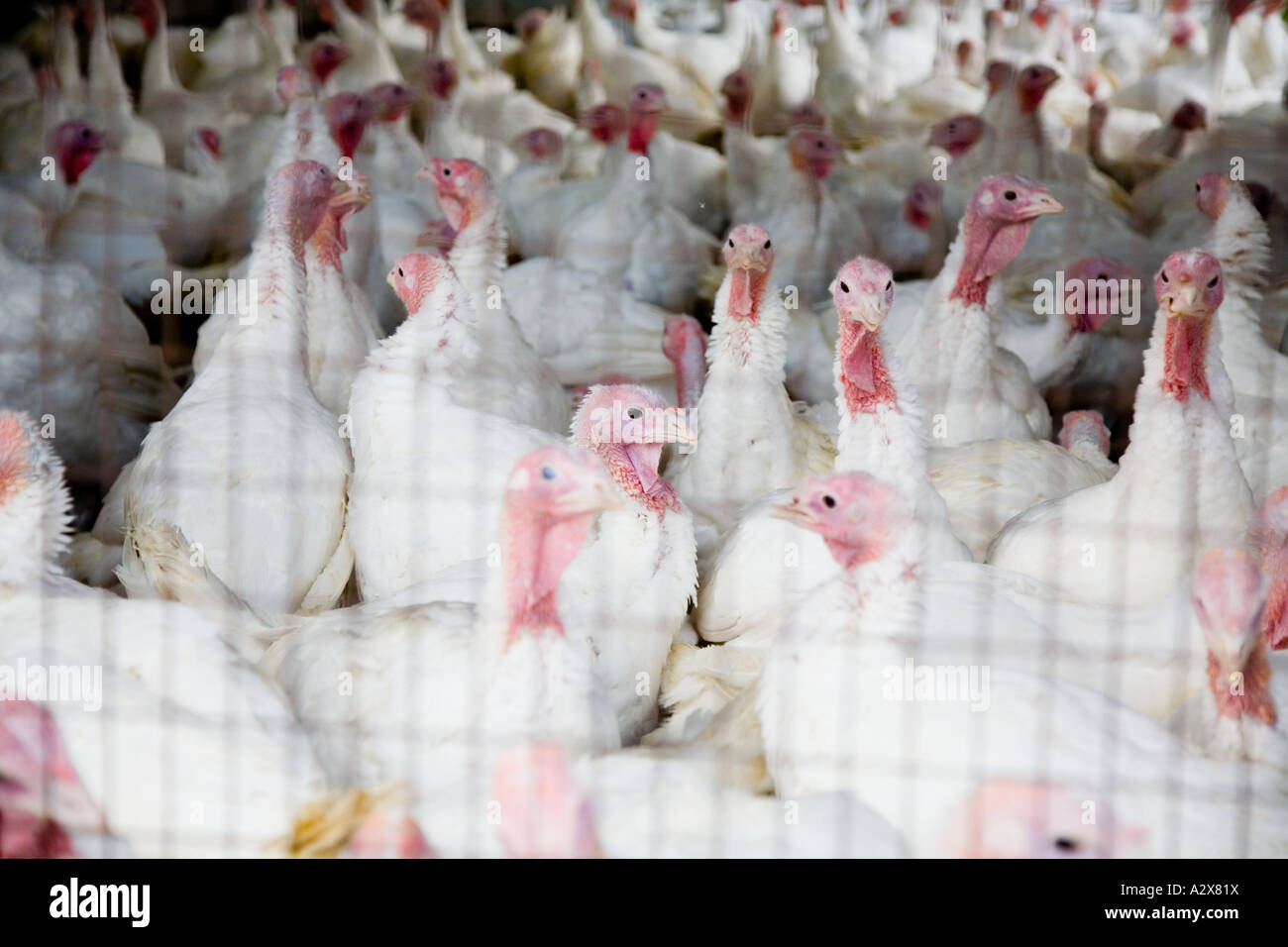Turkeys raised Organically Stock Photo - Alamy