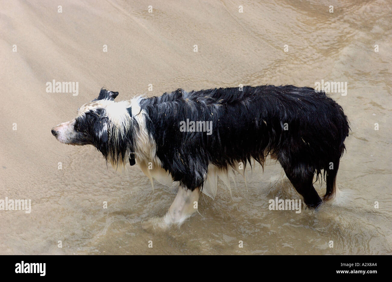 A collie dog gets drenched in the rain at Newquay harbour in Cornwall ...