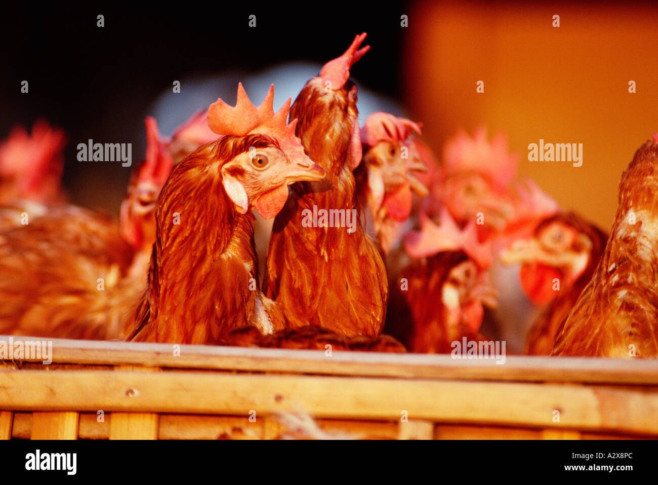 Intensive Egg Production High Resolution Stock Photography and Images ...