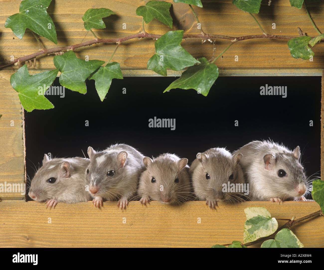 Gerbil teeth hi-res stock photography and images - Alamy