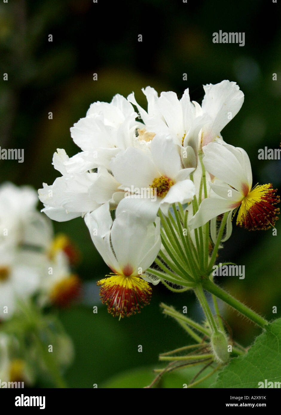 Sparmannia africana hi-res stock photography and images - Alamy