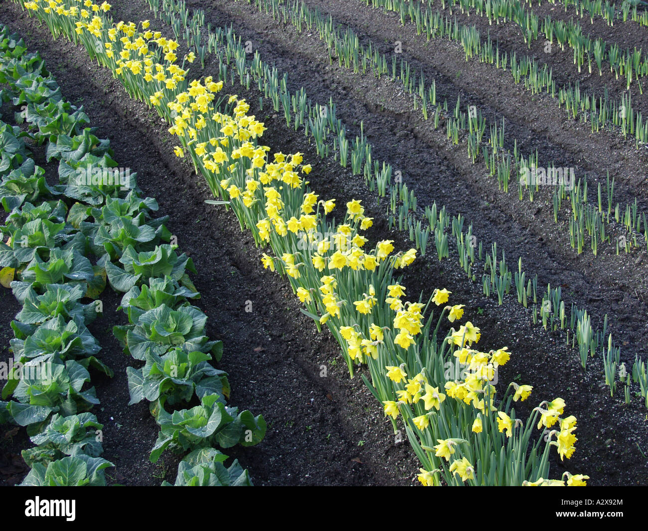 Lines of daffodils hi-res stock photography and images - Alamy