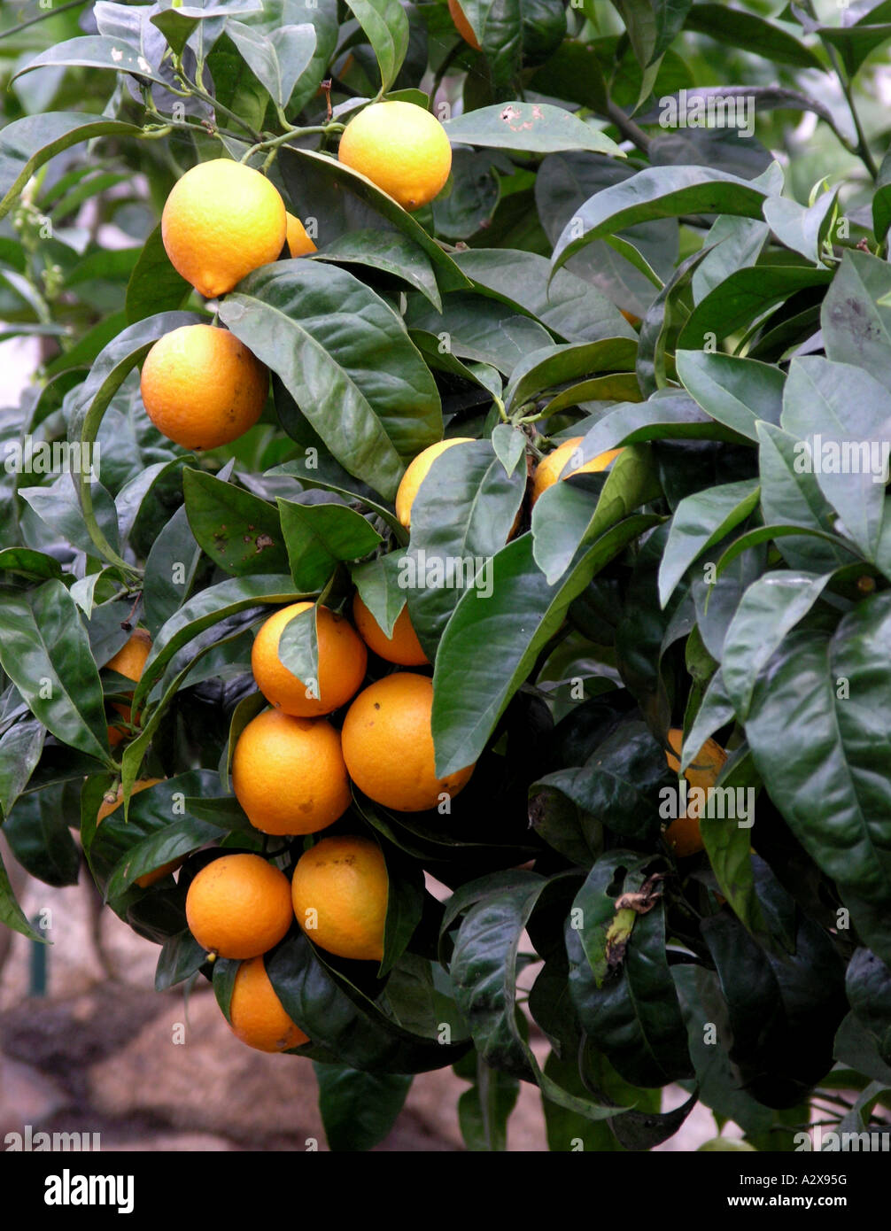 Oranges growing on tree Stock Photo - Alamy