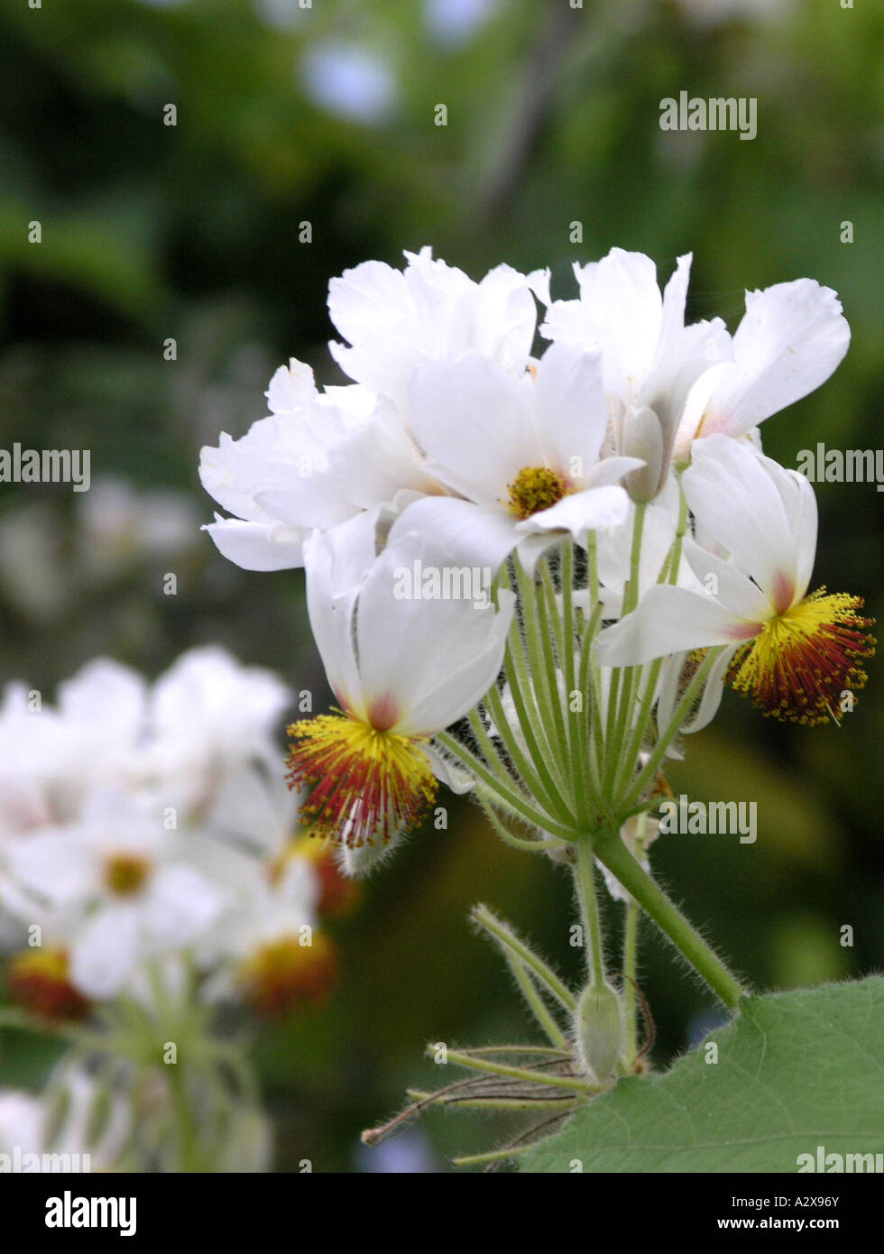 Sparmannia africana in flower Stock Photo - Alamy