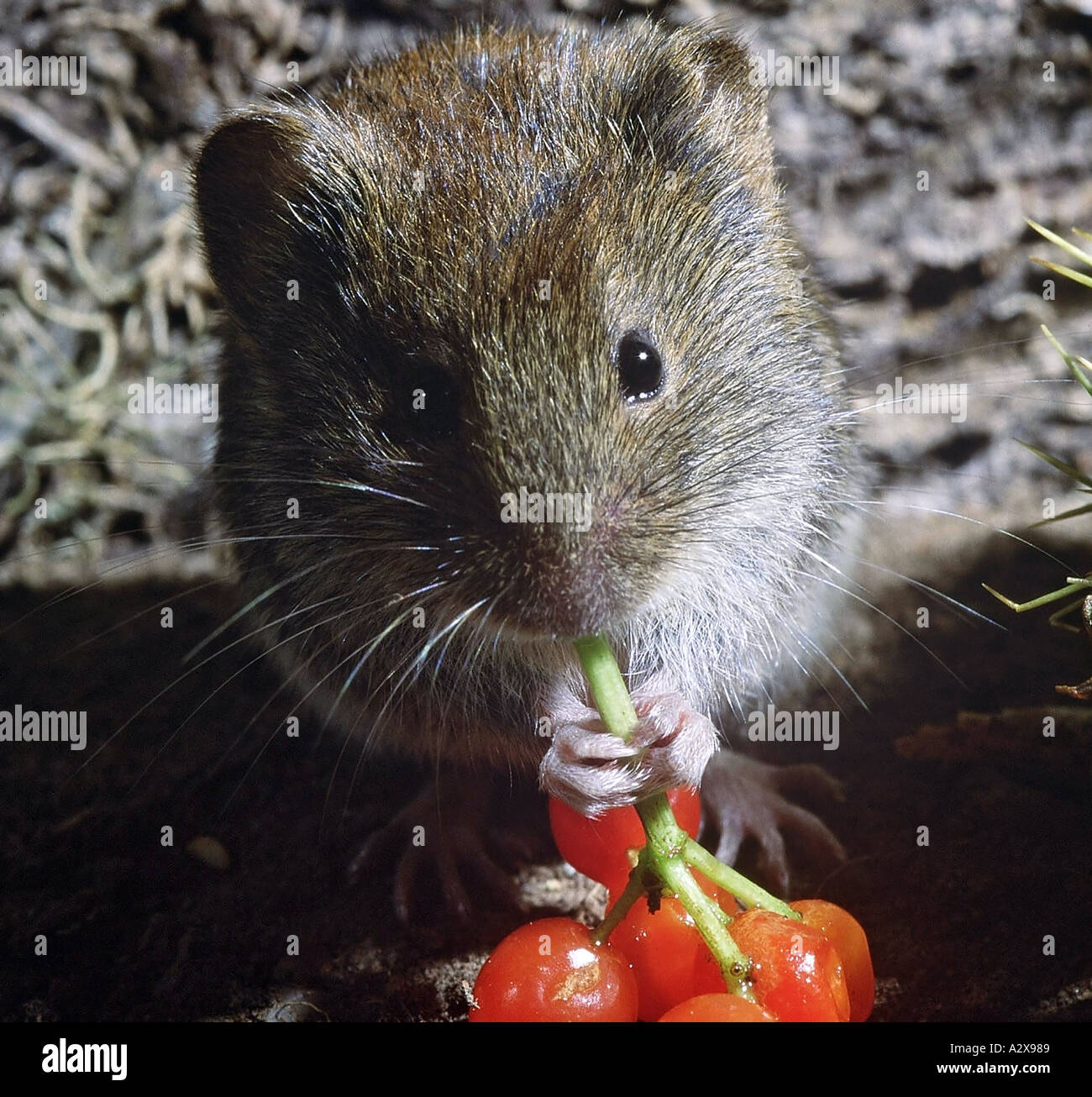 Bank vole eyes hi-res stock photography and images - Alamy