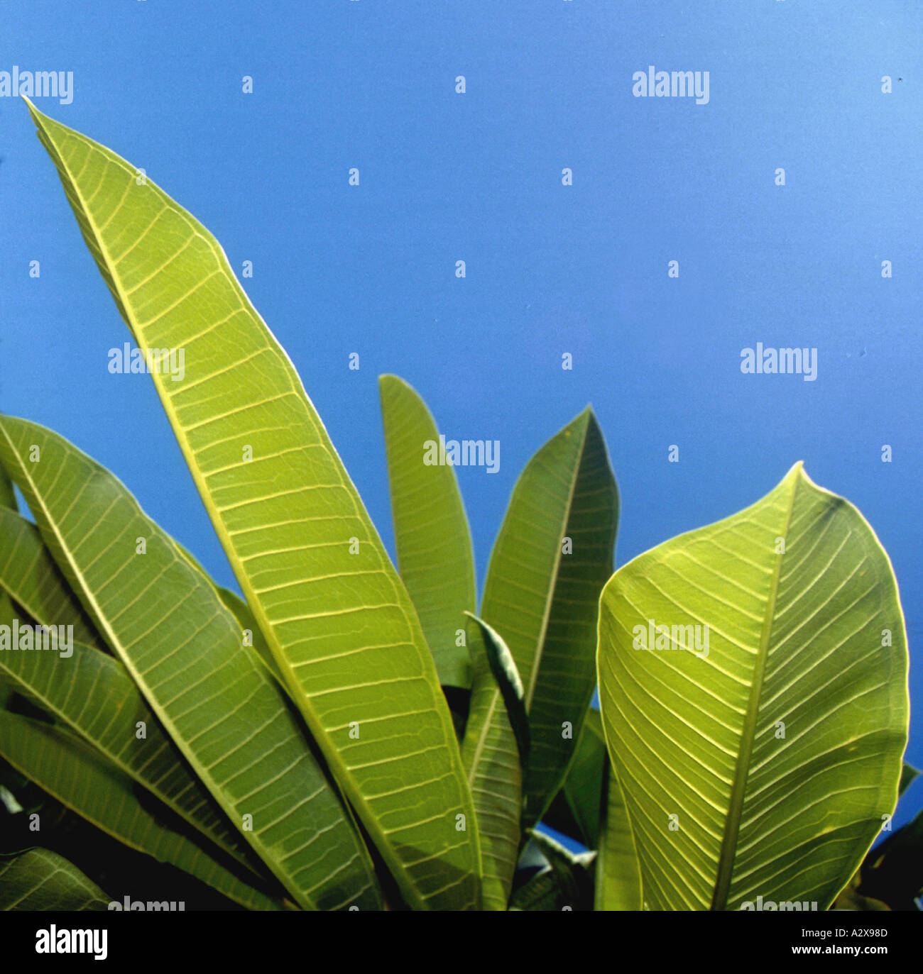 Caribbean green leaves plant and blue sky Stock Photo - Alamy