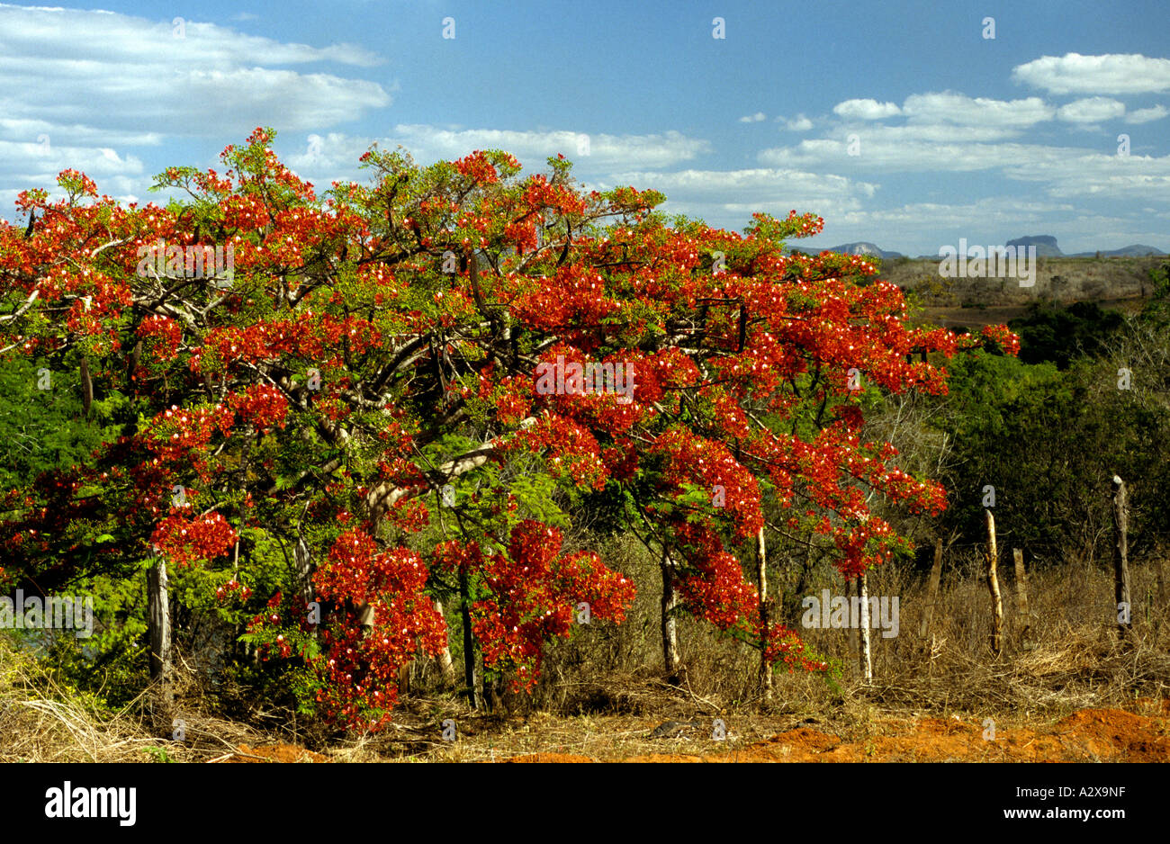 Flame tree Bahia Brazil Stock Photo - Alamy