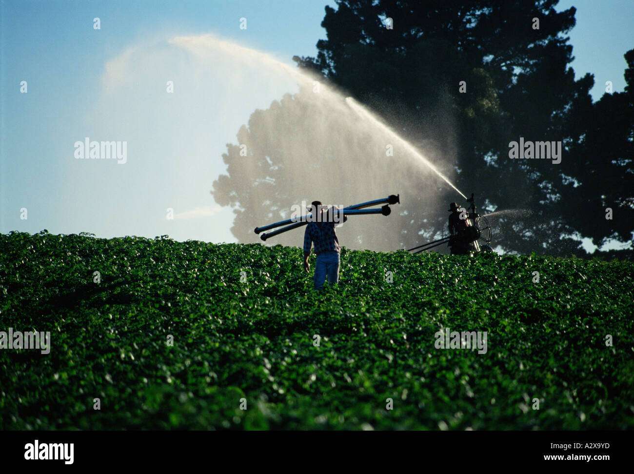 Irrigation sprayer field australia hi-res stock photography and images ...