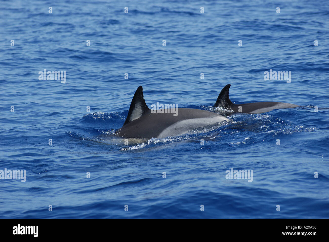 short beaked common dolphins Delphinus delphis Azores Islands Portugal North Atlantic Ocean KIKE ...