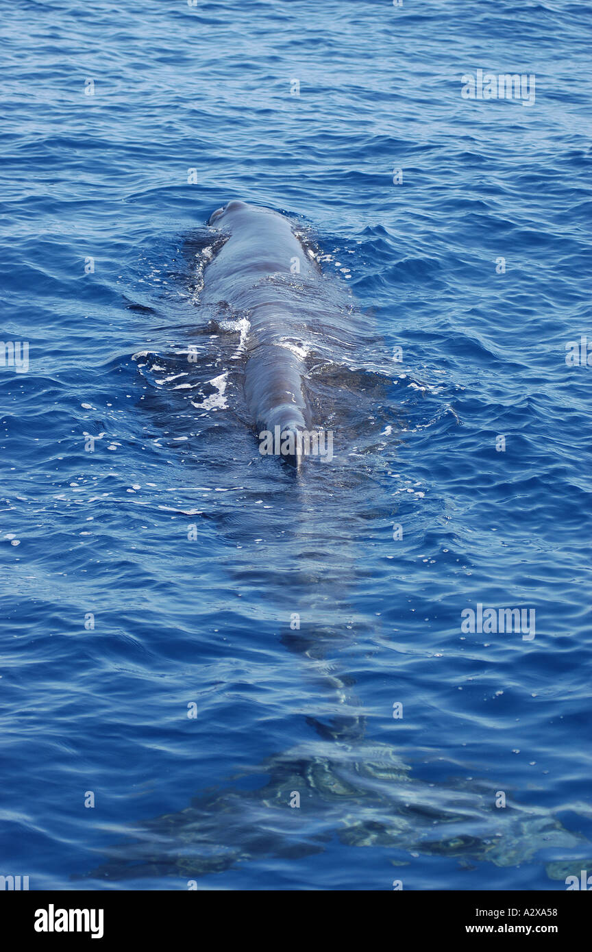 sperm whale breathing on the surface Physeter macrocephalus Azores Islands North Atlantic Ocean ...