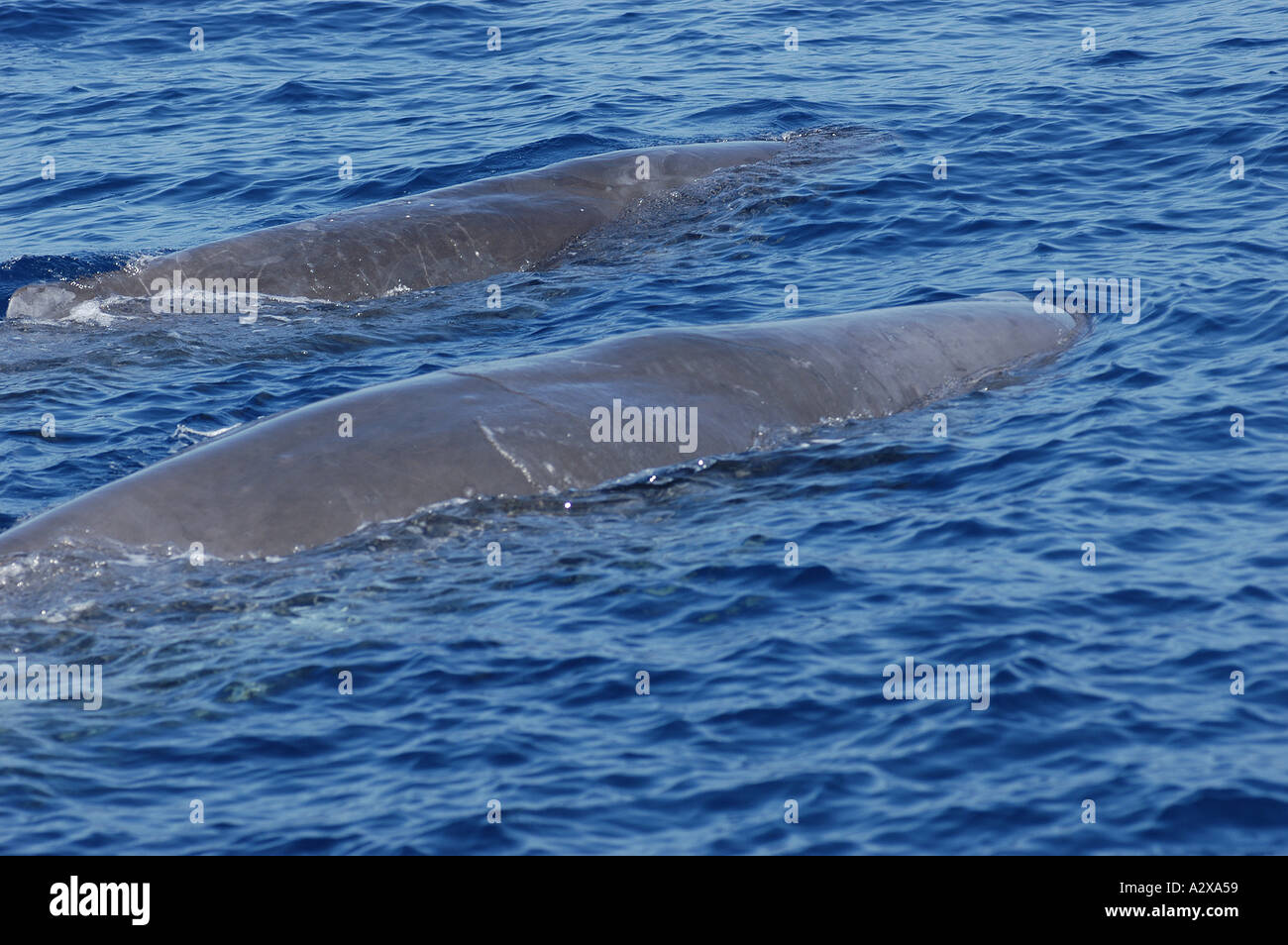 sperm whale breathing on the surface Physeter macrocephalus Azores Islands North Atlantic Ocean ...