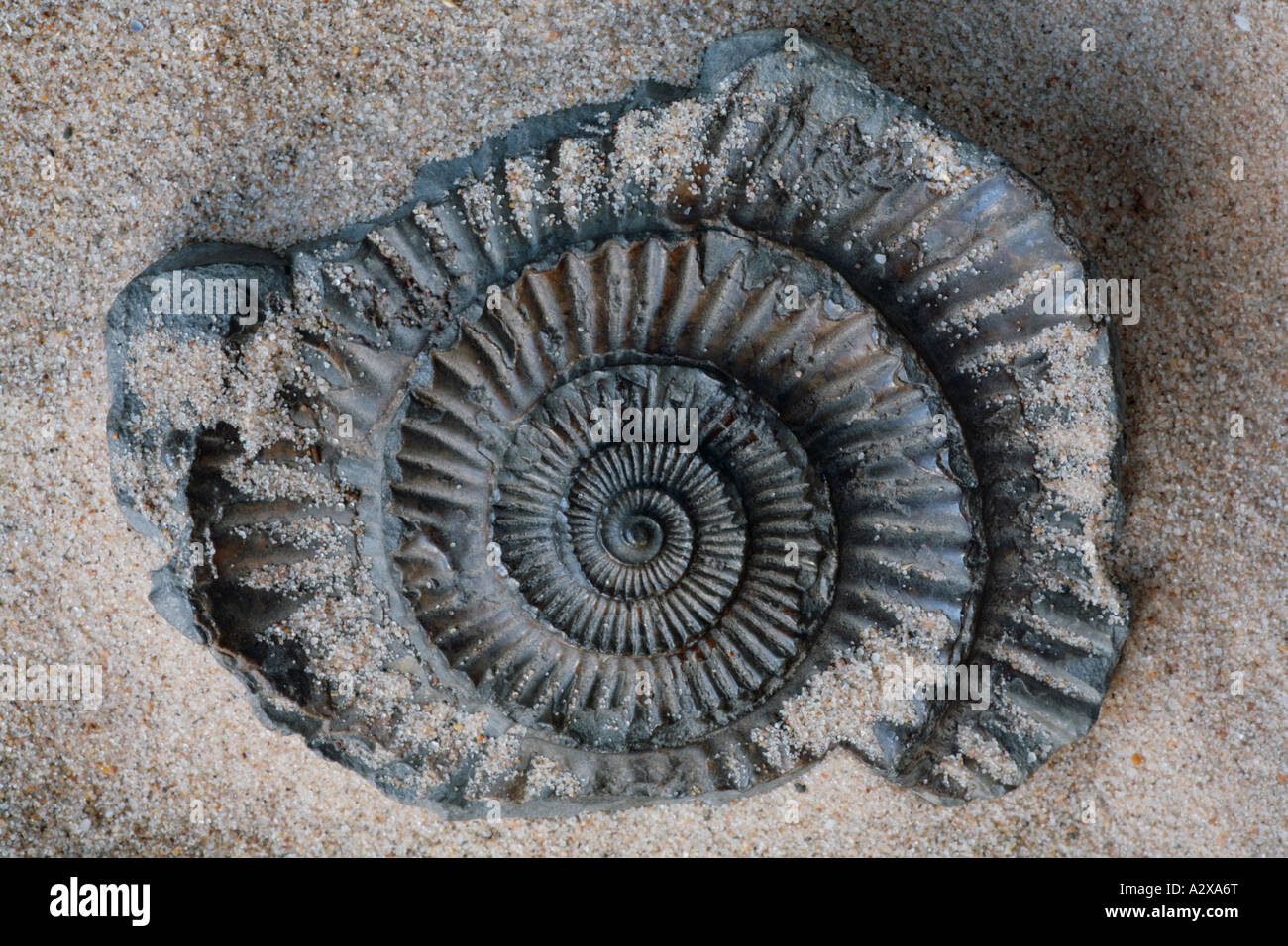 Ammonite fossil exposed in seashore sand Stock Photo - Alamy