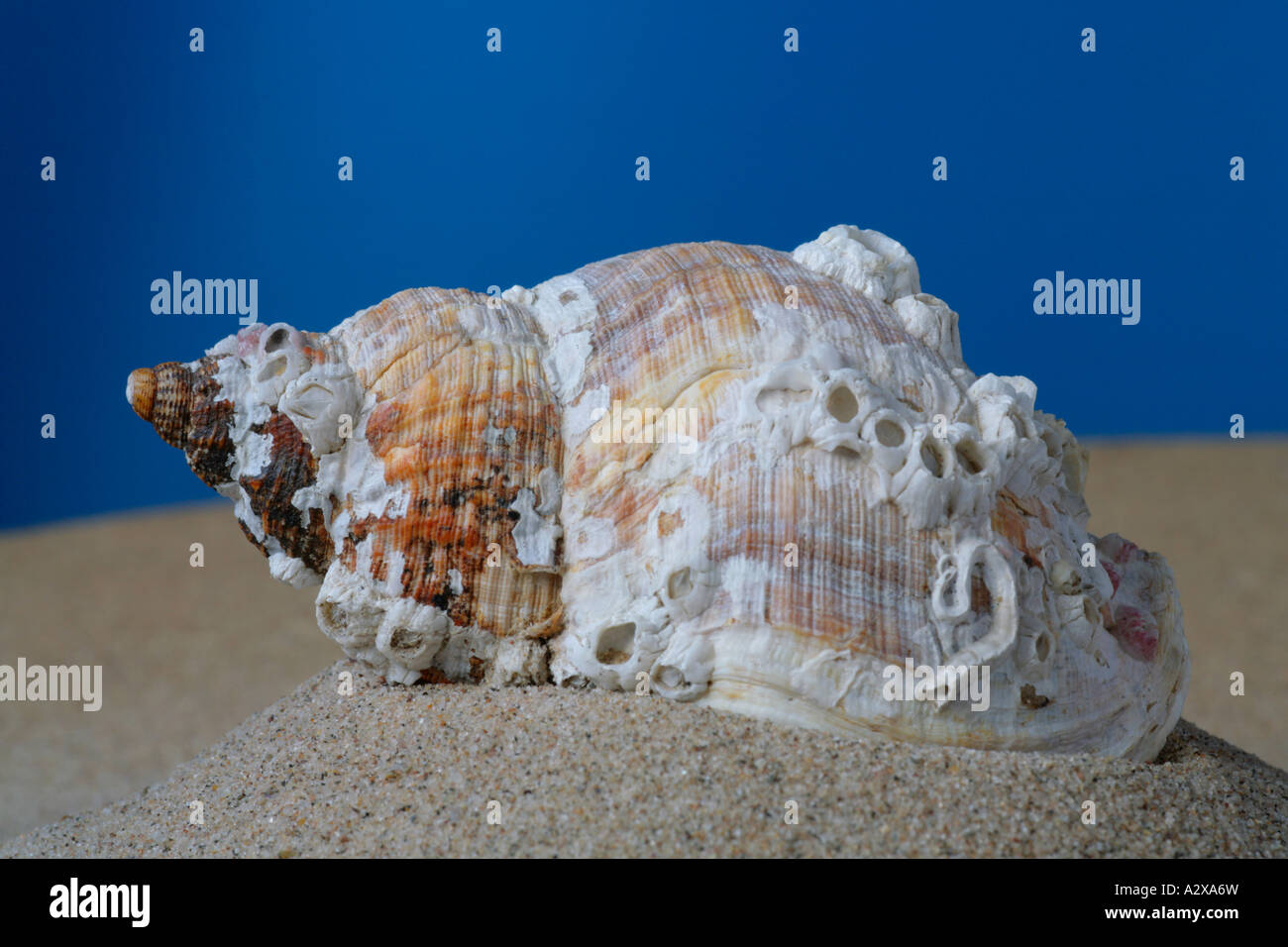 Common whelk shell hi-res stock photography and images - Alamy