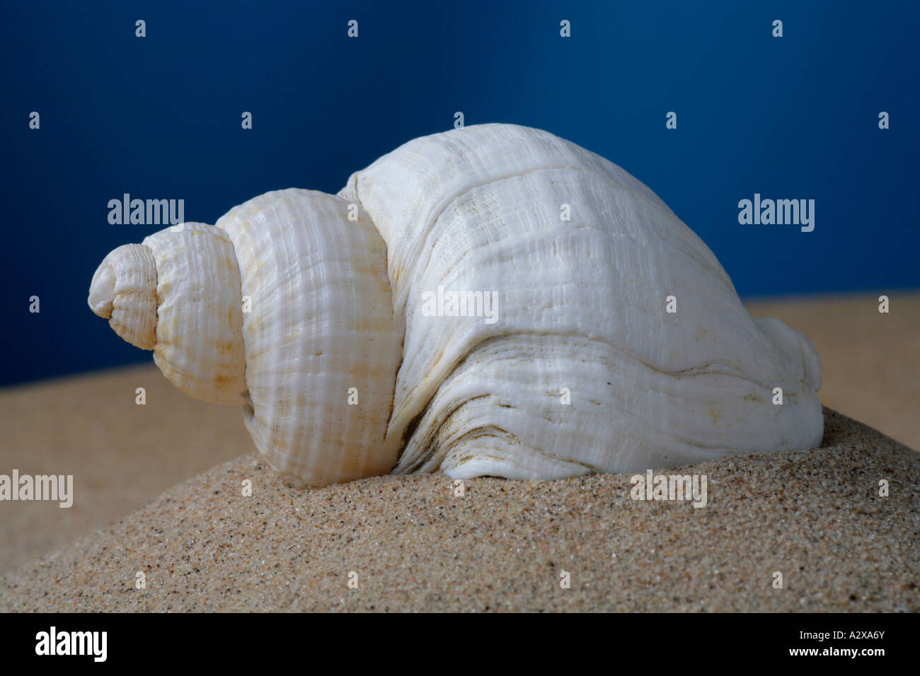 Large white common whelk buccinum undatum shell on sand Stock Photo - Alamy