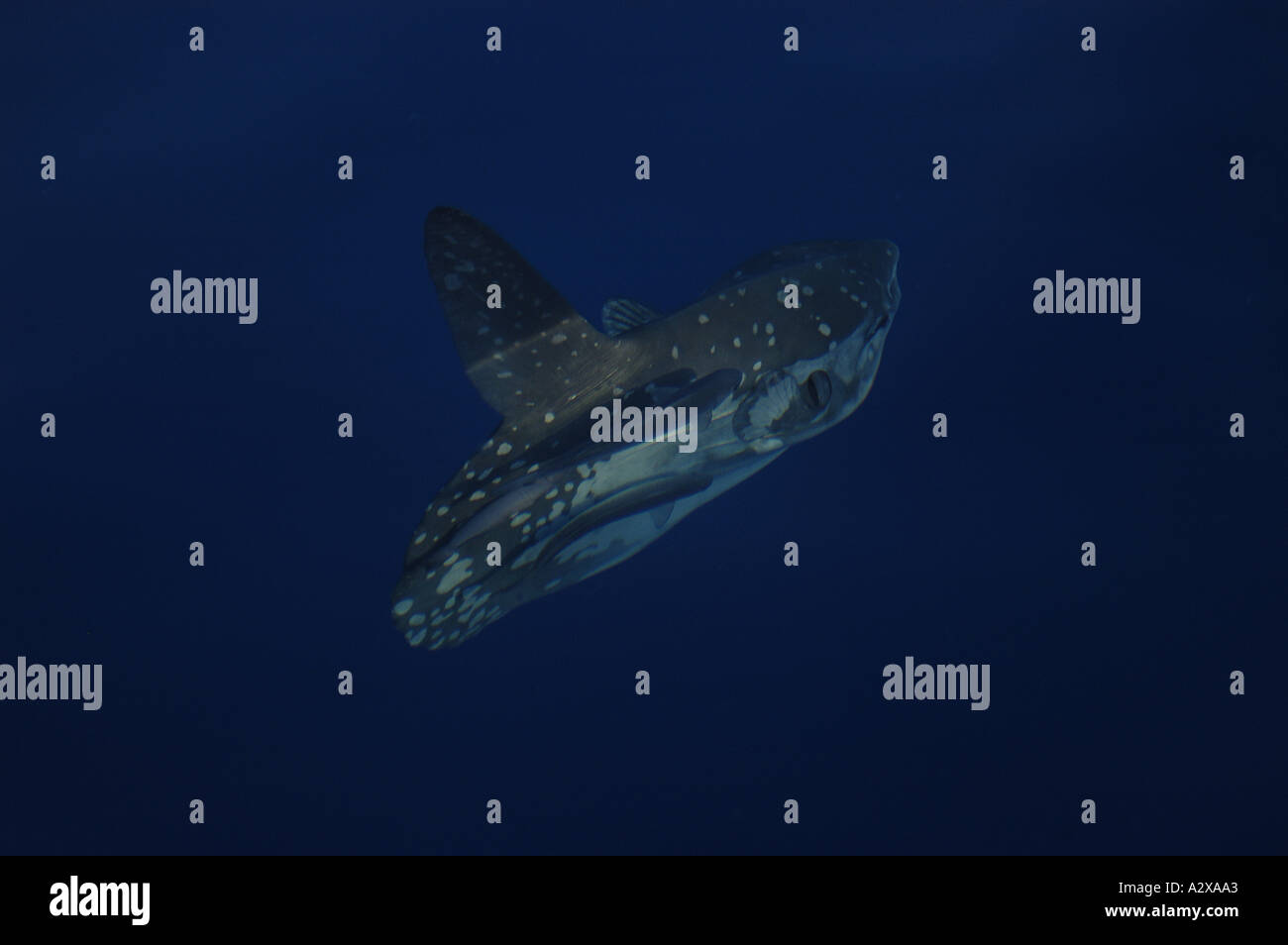 sunfish mola mola North Atlantic Ocean Azores Islands Portugal KIKE ...