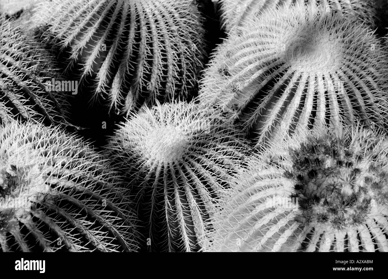 Cactus america Black and White Stock Photos & Images - Alamy