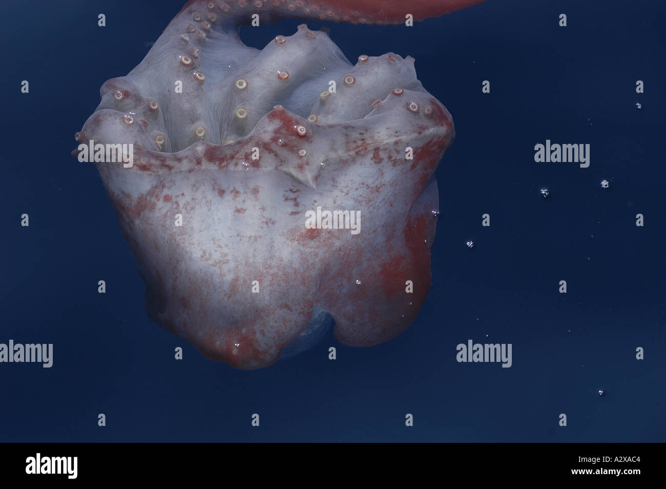 sperm whale s Physeter macrocephalus meal leftover octopus Haliphron ...