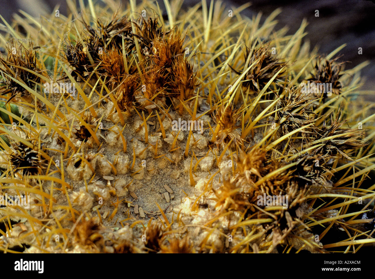 Textural study hi-res stock photography and images - Alamy