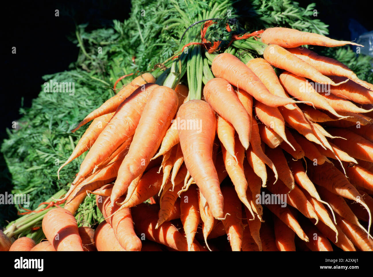 Indoor still life of bunch of fresh carrots Stock Photo - Alamy