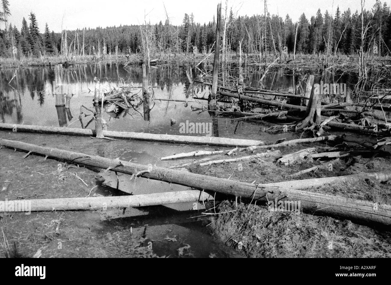 Canadian logging Black and White Stock Photos & Images - Alamy