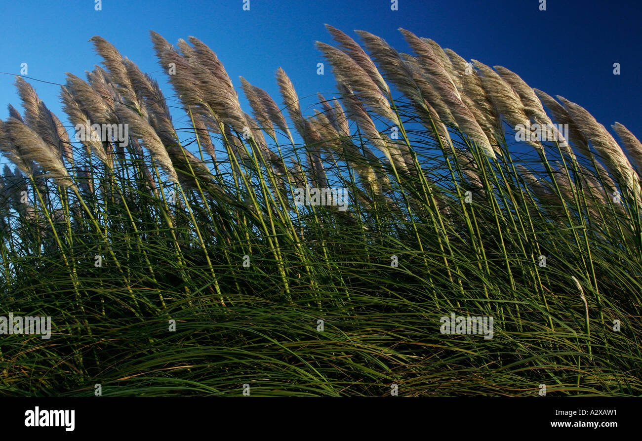 Alameda california beach hi-res stock photography and images - Alamy