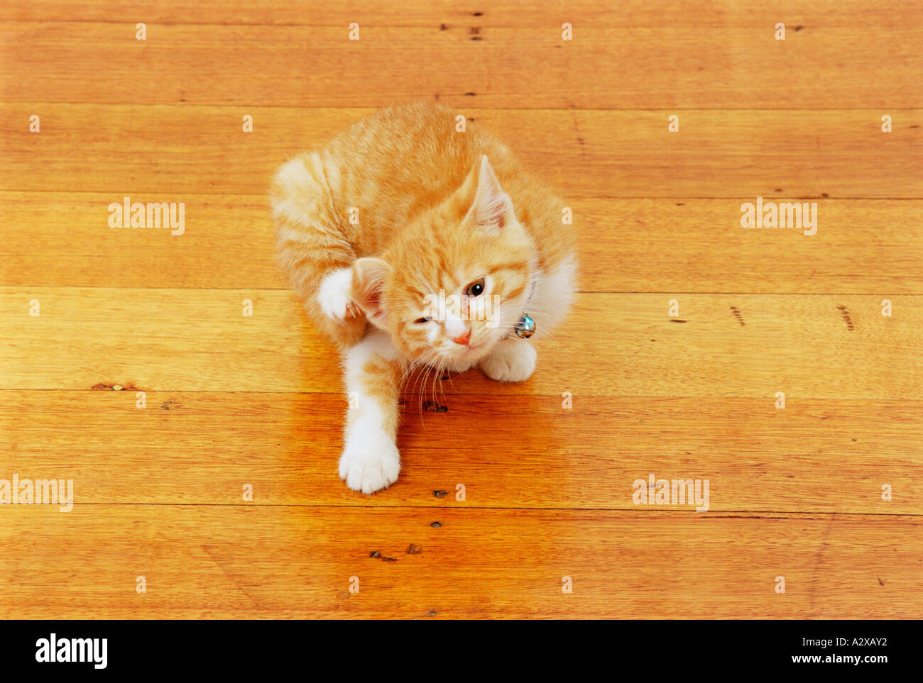 Pet kitten indoors scratching Stock Photo - Alamy