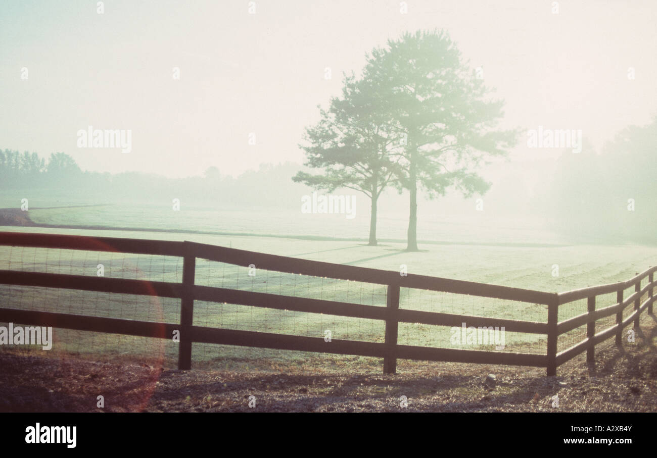 Fog in pasture hi-res stock photography and images - Alamy
