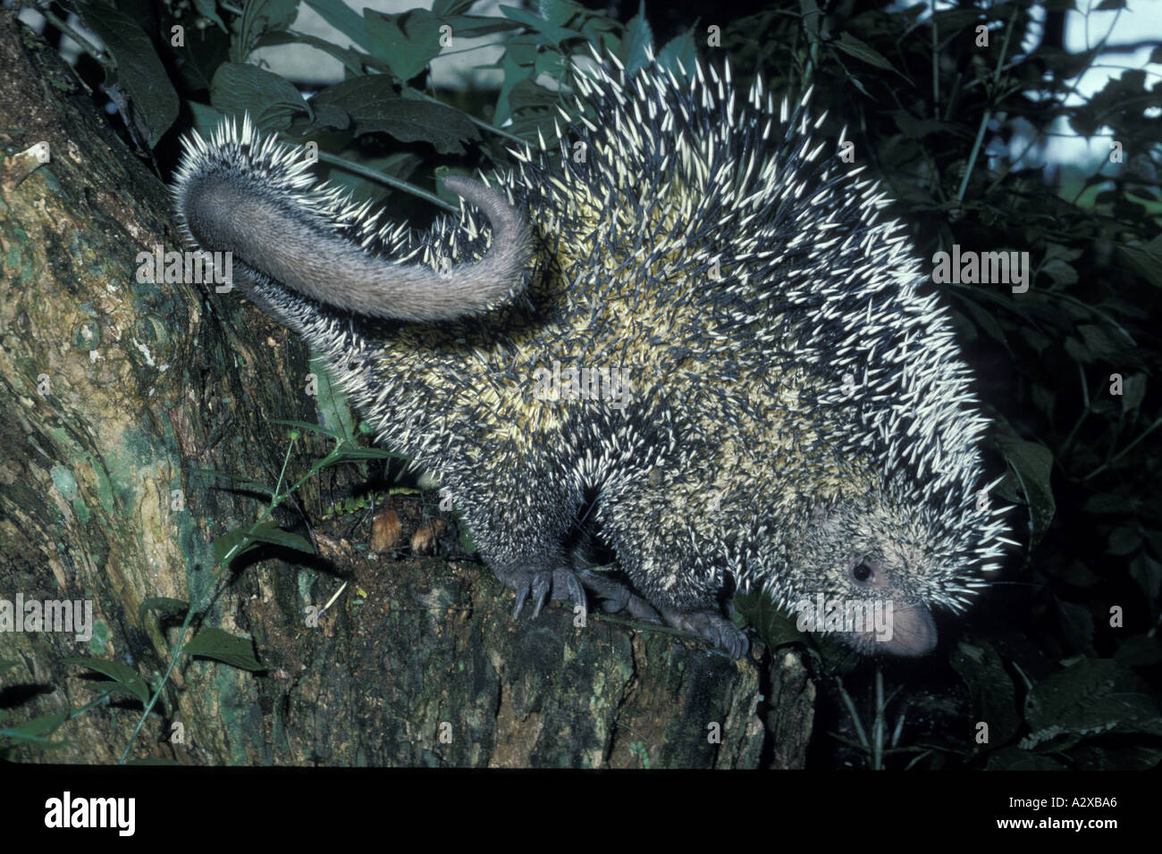 Coendou porcupine Coendou Prehensilis South America Sanz VISUAL WRITTEN ...