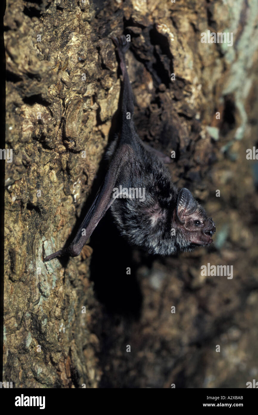 Bat Amazonas Venezuela Sanz VISUAL WRITTEN Stock Photo - Alamy