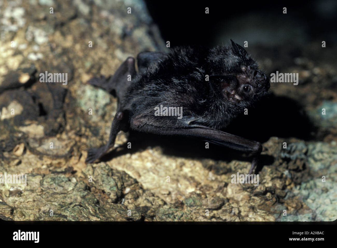Bat Amazonas Venezuela Sanz VISUAL WRITTEN Stock Photo - Alamy