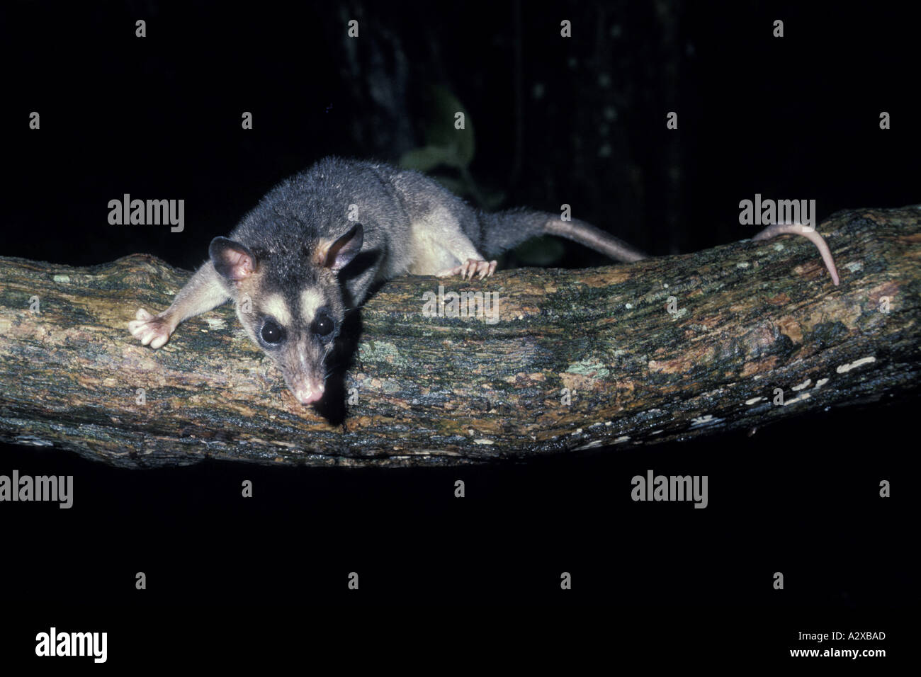 Opossum philander opossum Sanz VISUAL WRITTEN Stock Photo - Alamy
